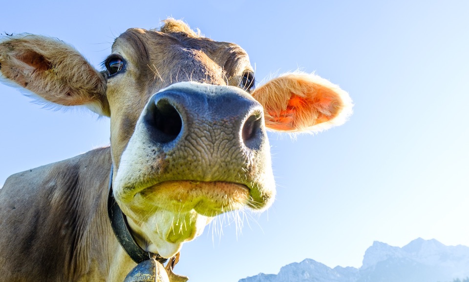 Our story | 1000heads